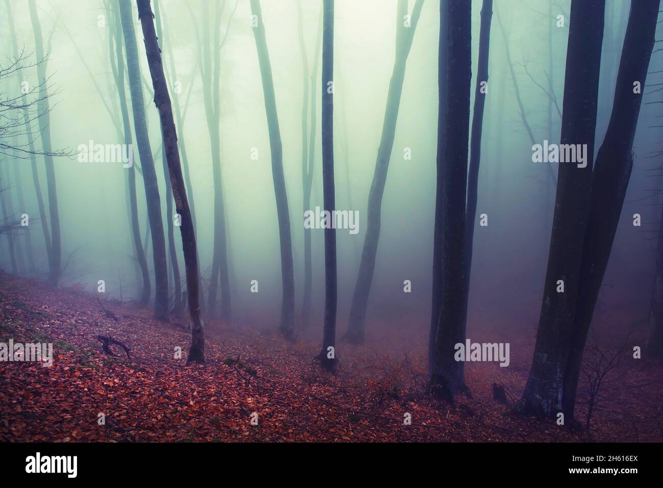 autumn, trees, woods, colors, outside, outdoor, beautiful, romania ...