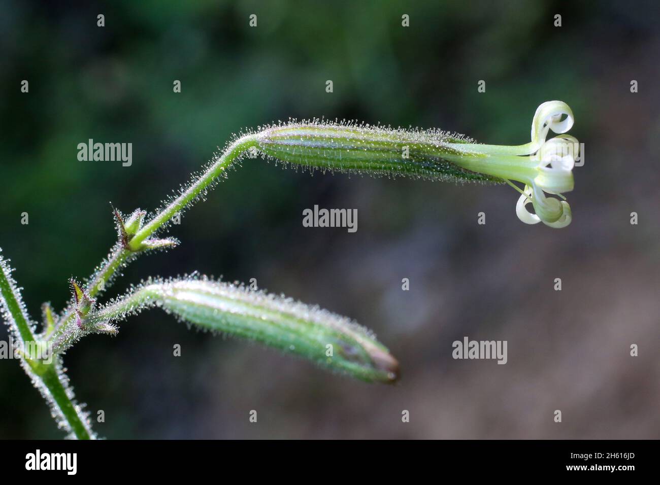 Silene viridiflora, Caryophyllaceae. Wild plant shot in summer Stock ...