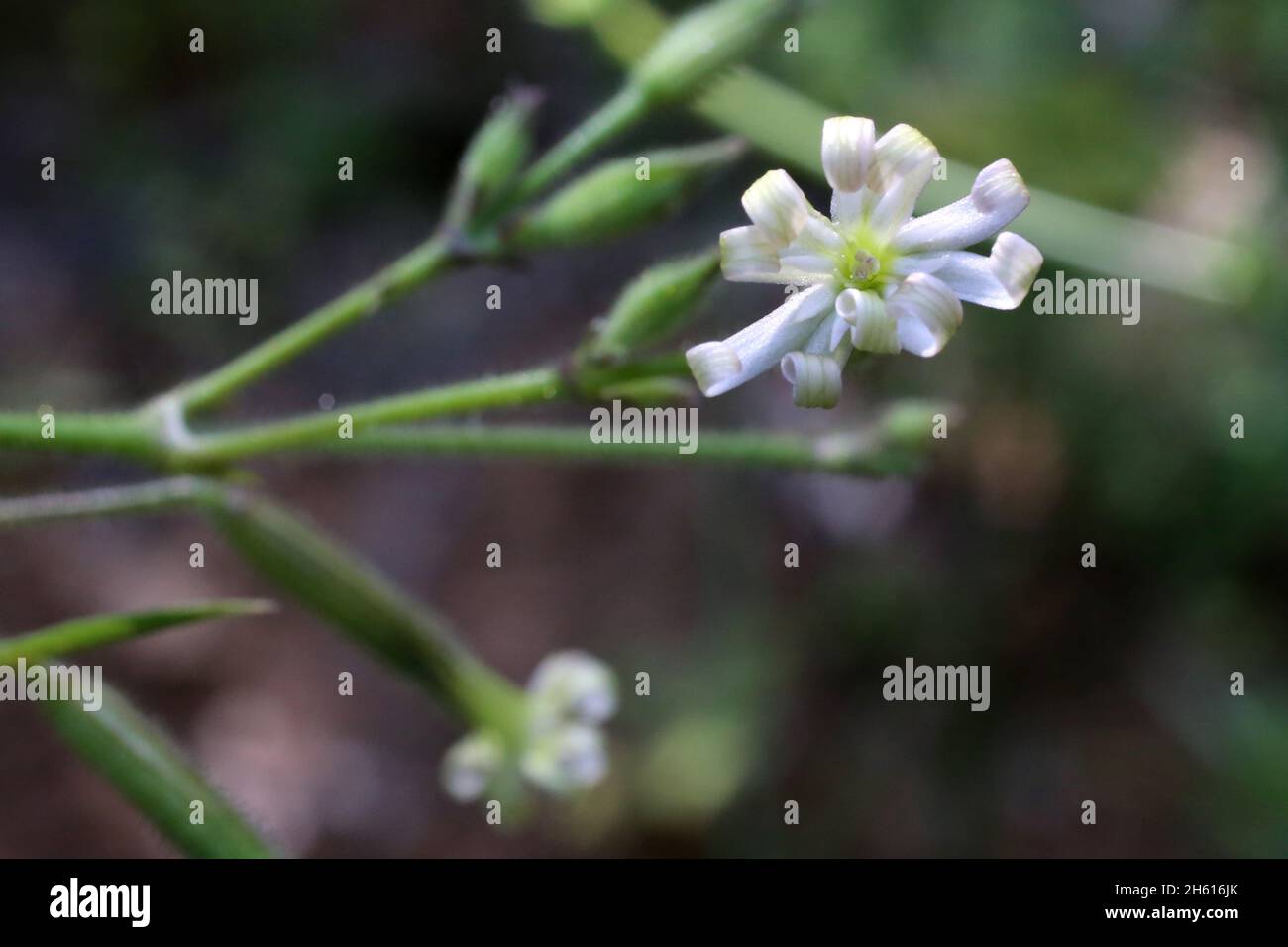 Silene viridiflora, Caryophyllaceae. Wild plant shot in summer Stock ...
