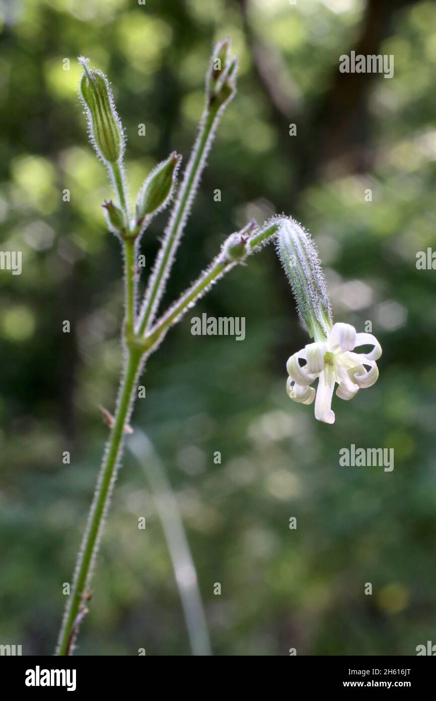 Silene viridiflora, Caryophyllaceae. Wild plant shot in summer Stock ...