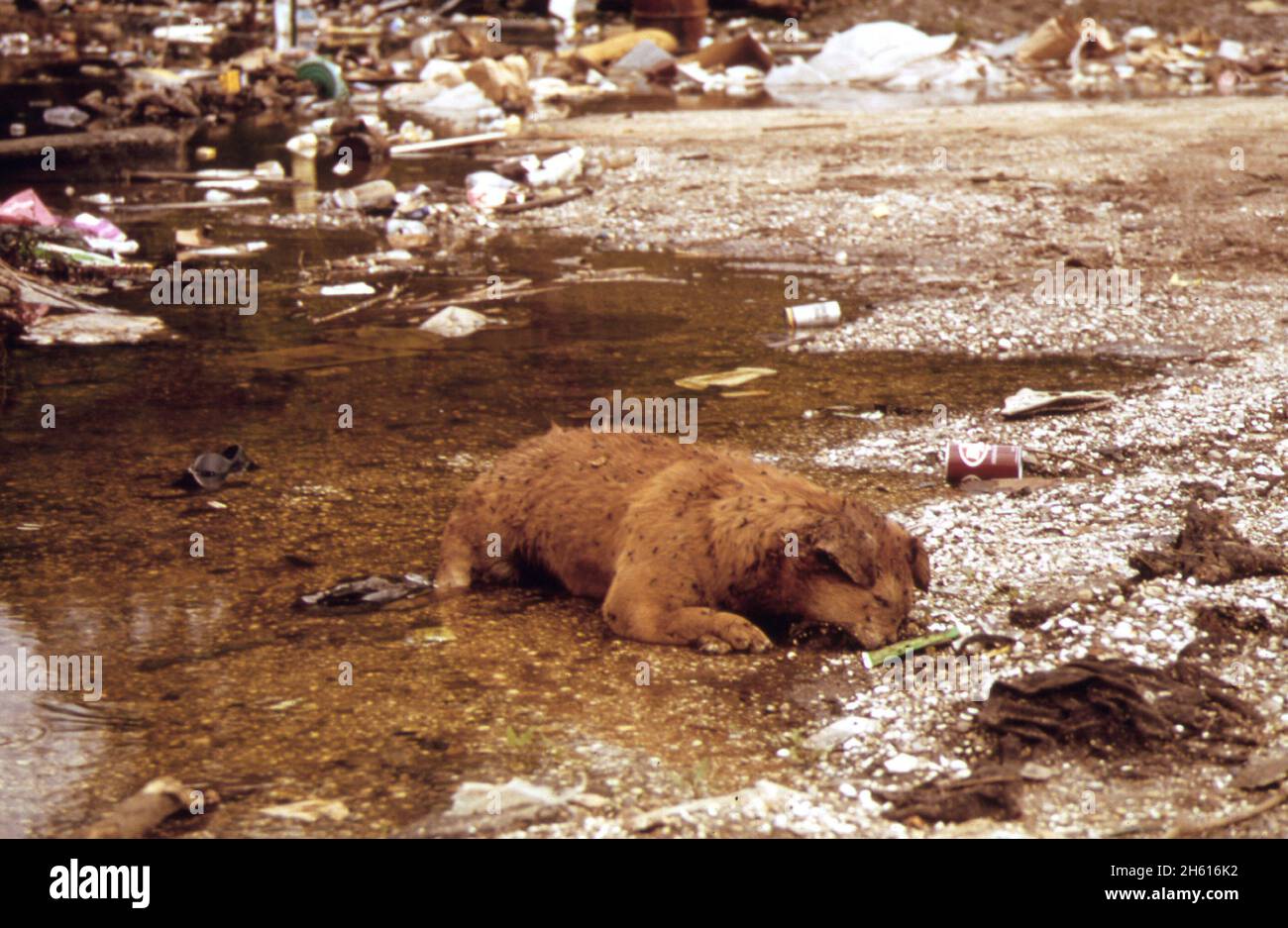 Is It Illegal To Dump A Dog