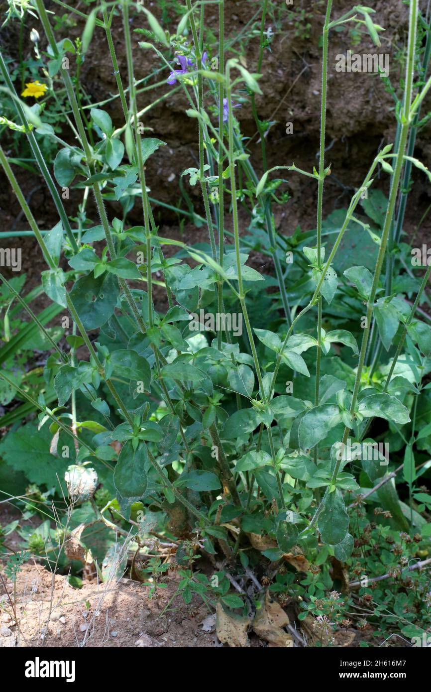 Silene viridiflora, Caryophyllaceae. Wild plant shot in summer Stock ...