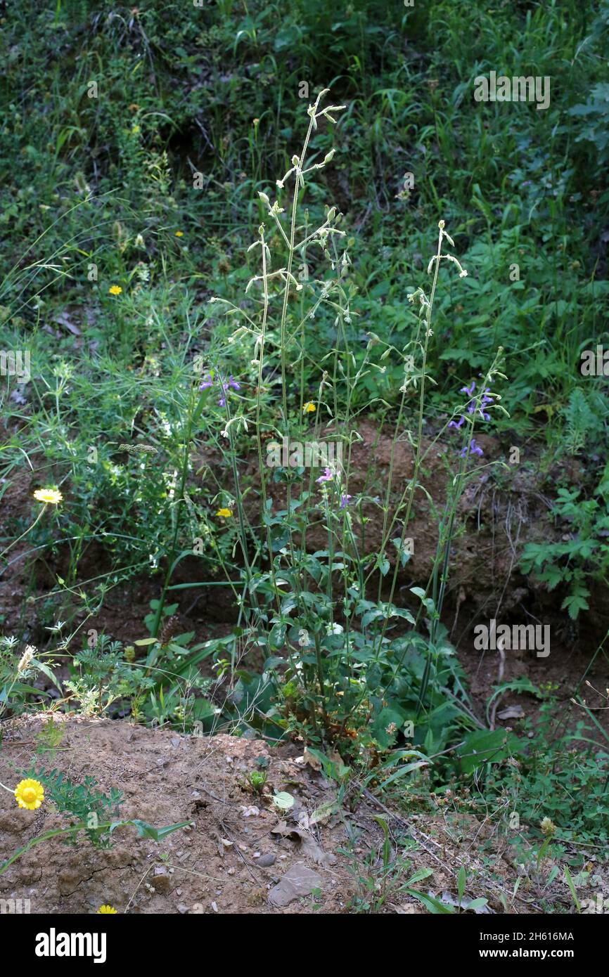 Silene viridiflora, Caryophyllaceae. Wild plant shot in summer Stock ...