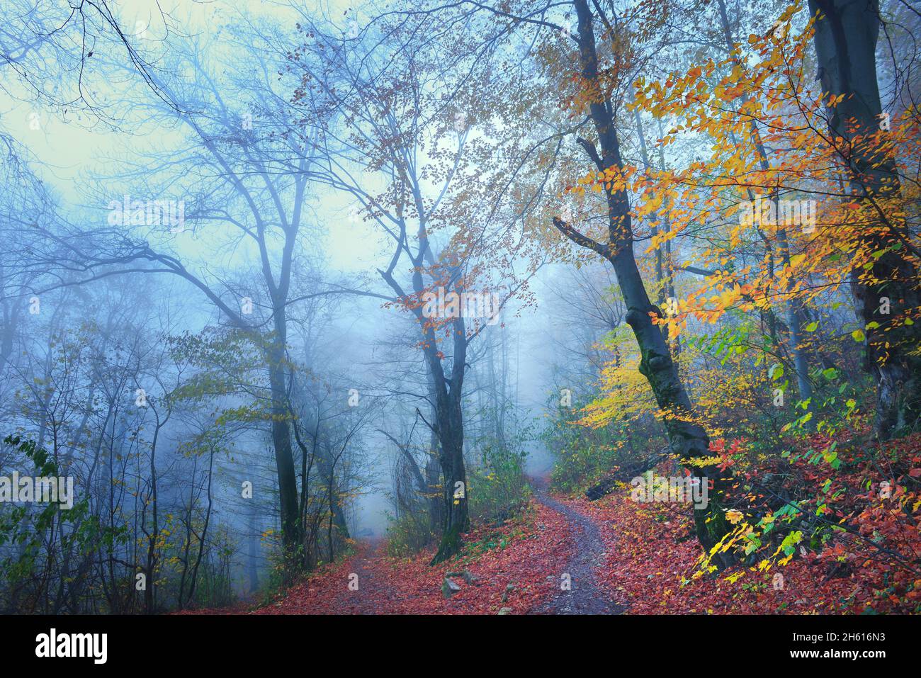 autumn, trees, woods, colors, outside, outdoor, beautiful, romania ...