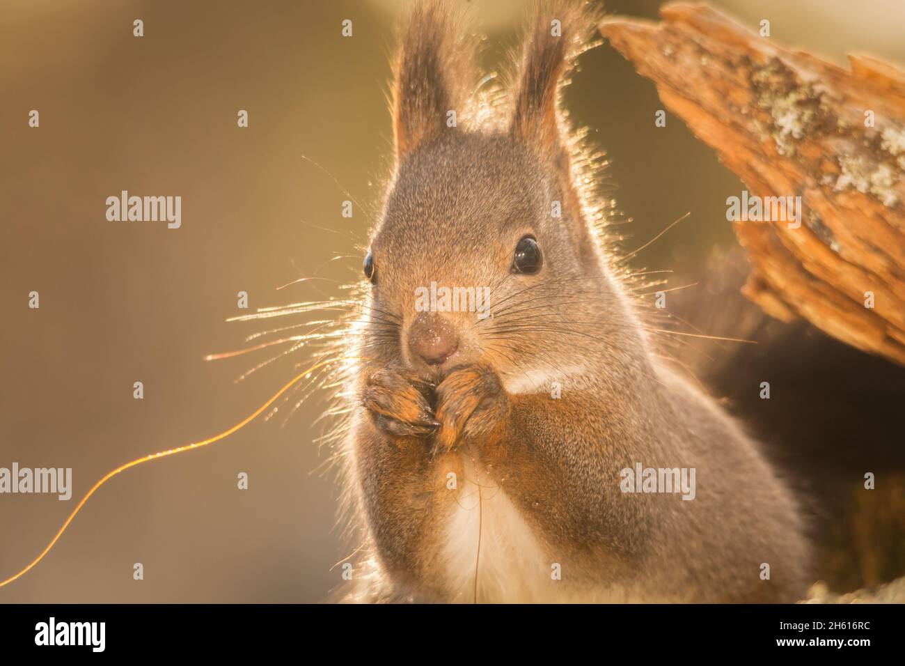 Squirrel hair hi-res stock photography and images - Alamy