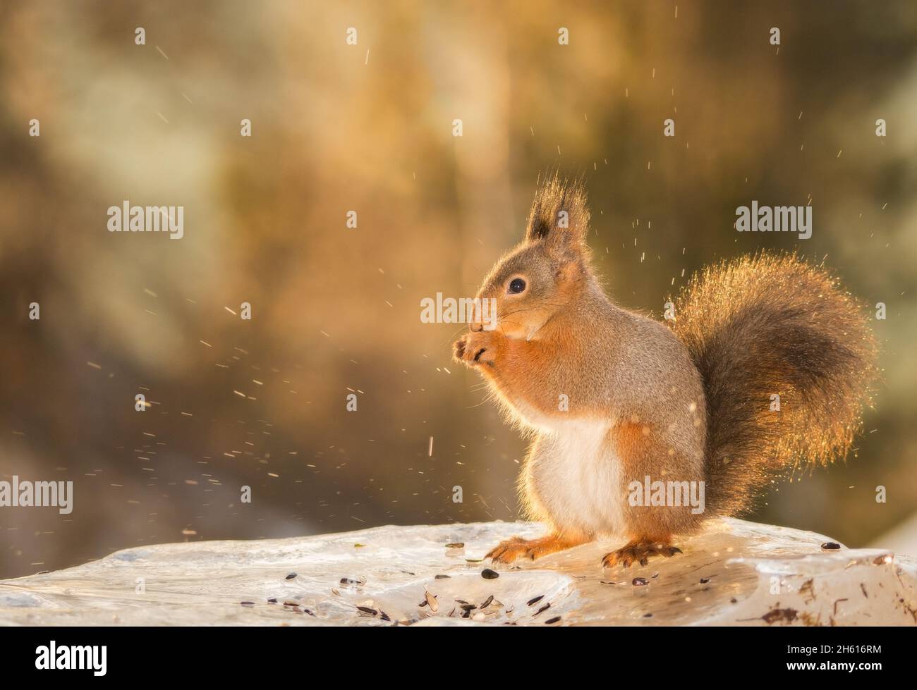Falling on squirrel hi-res stock photography and images - Alamy