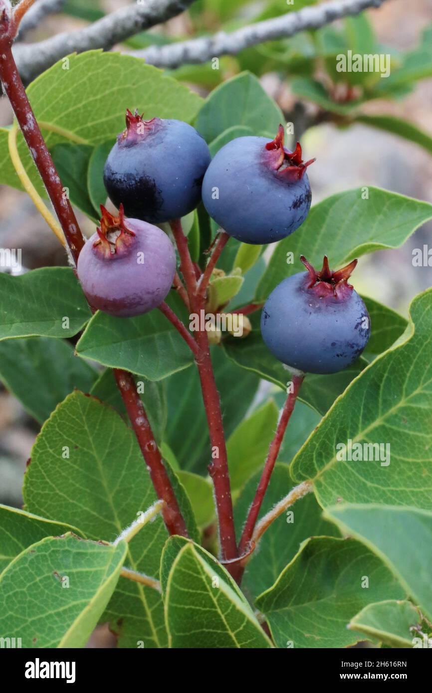 Amelanchier ovalis, June-Berry, Rosaceae. Wild plant shot in summer ...