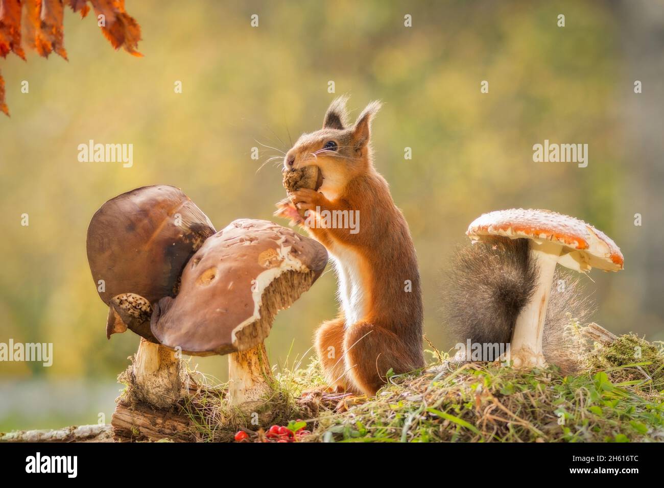 Sciurus vulgaris eating mushroom hi-res stock photography and images ...