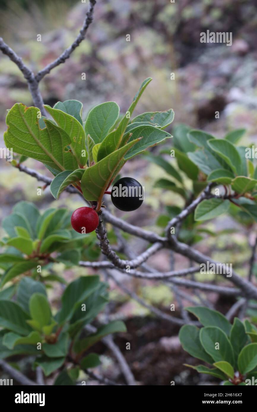 Frangula alnus subsp. saxatilis, Rhamnaceae. Wild plant shot in summer ...