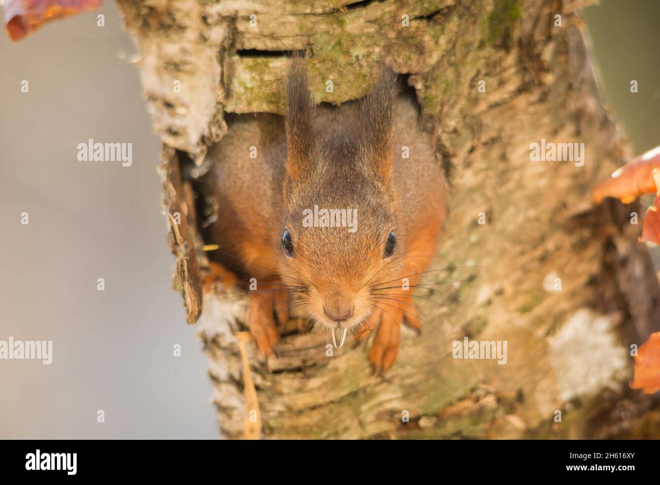 Red squirrel hole tree hi-res stock photography and images - Alamy