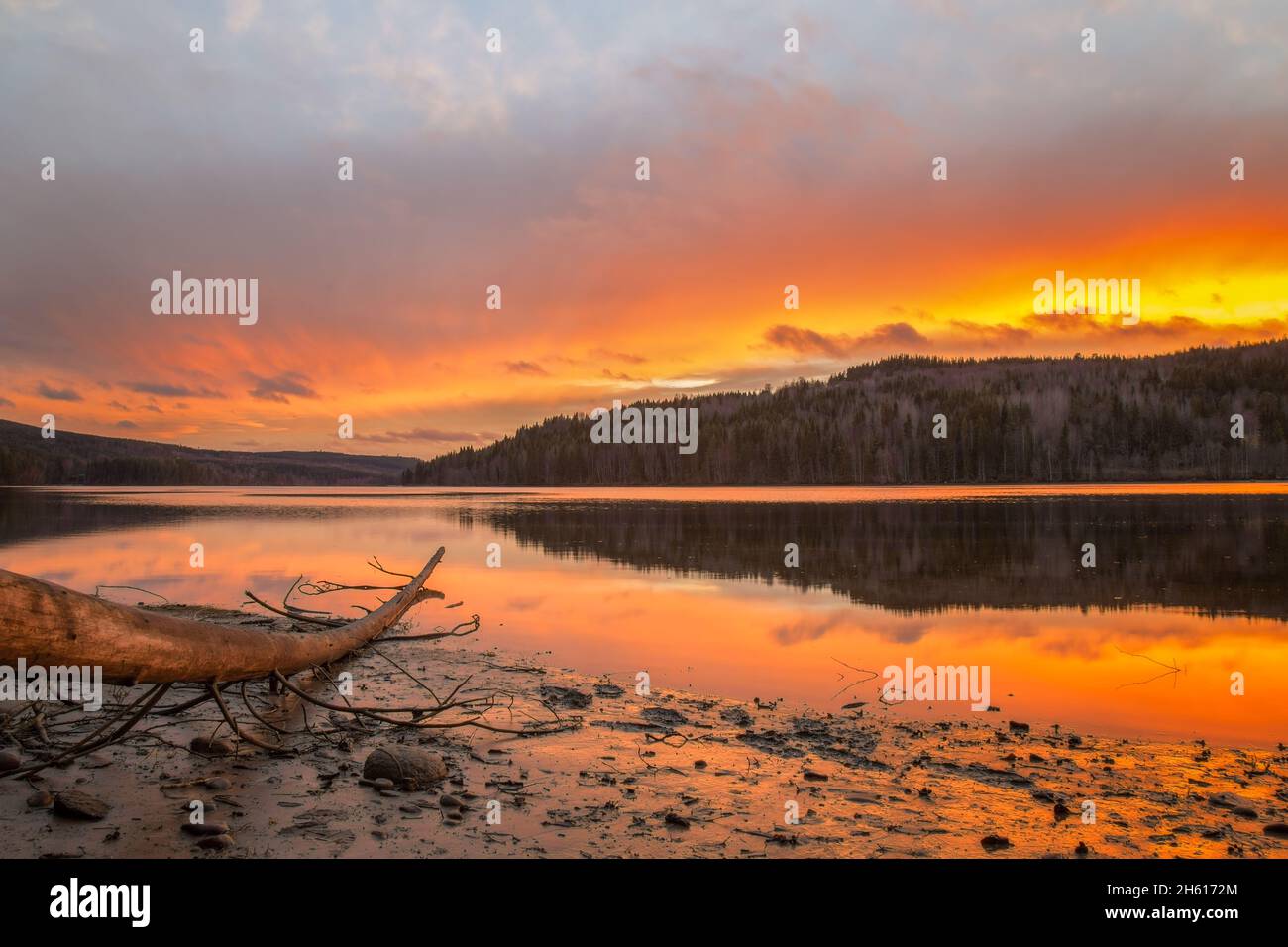 Forest landscape with fallen tree hi-res stock photography and images ...