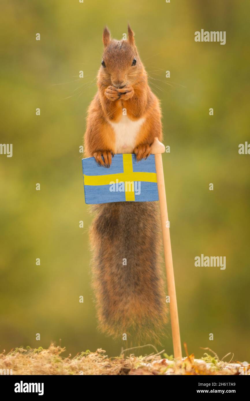 red squirrel standing on a swedish flag Stock Photo - Alamy
