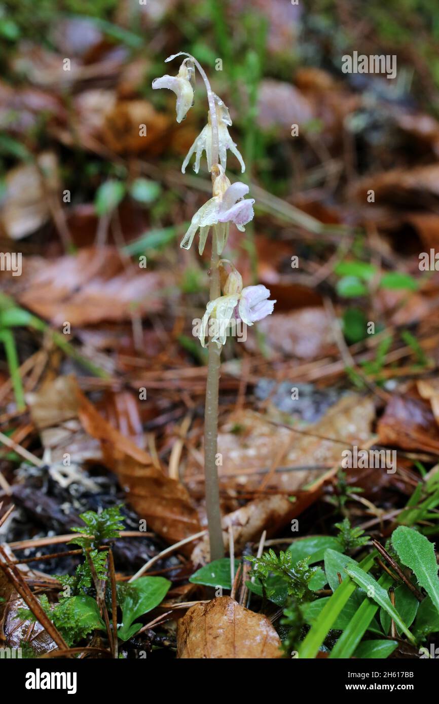 Epipogium aphyllum, Ghost Orchid, Orchidaceae. Wild plant shot in ...