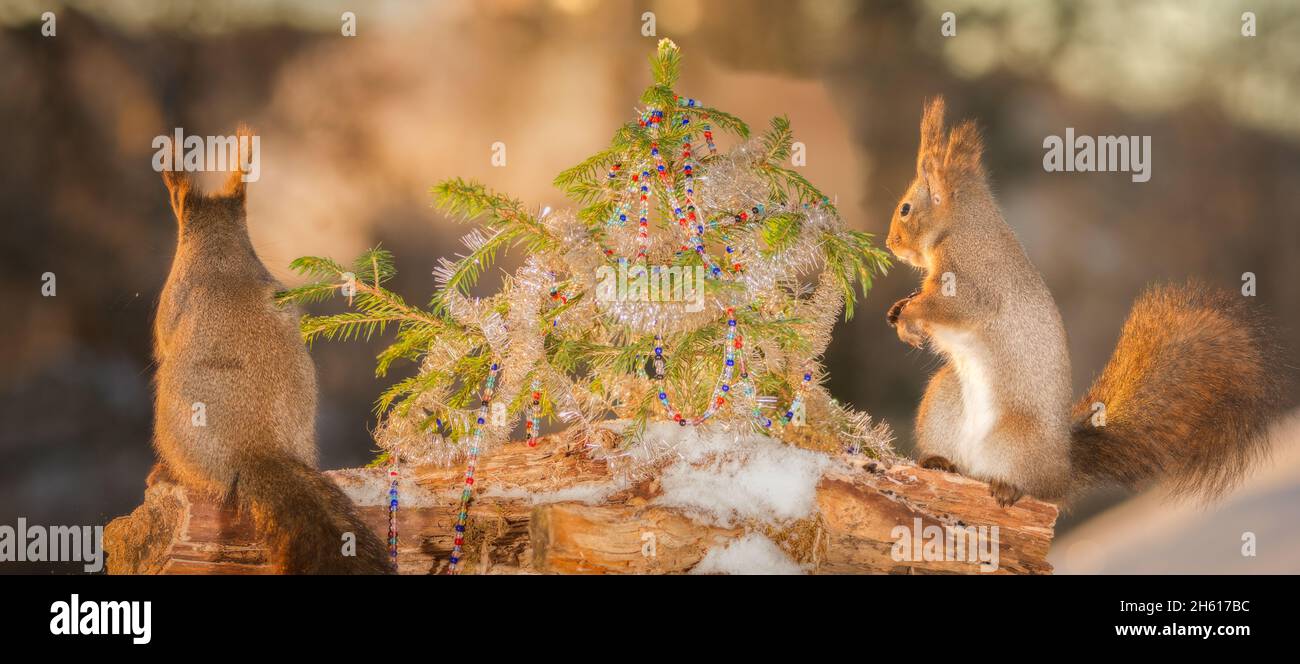 Red squirrels with a christmas tree hi-res stock photography and images ...
