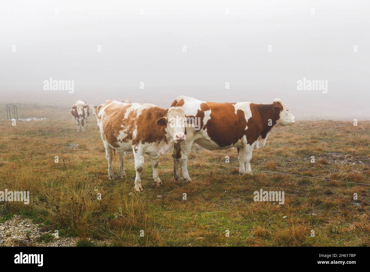 Grassland ranch fall hi-res stock photography and images - Alamy