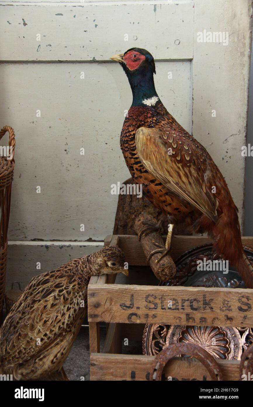 One ruffed grouse hi-res stock photography and images - Alamy