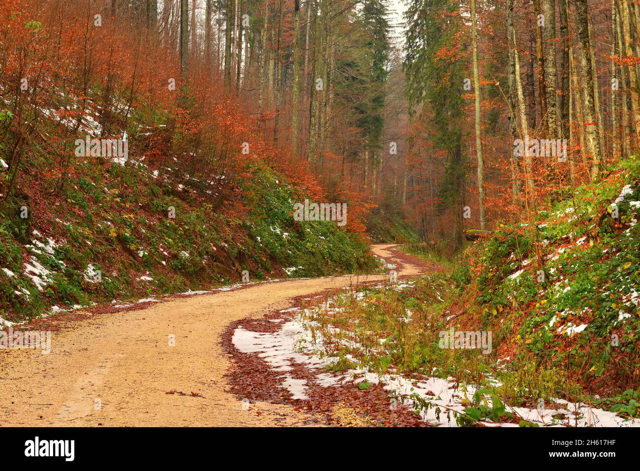 autumn, trees, woods, colors, outside, outdoor, beautiful, romania ...