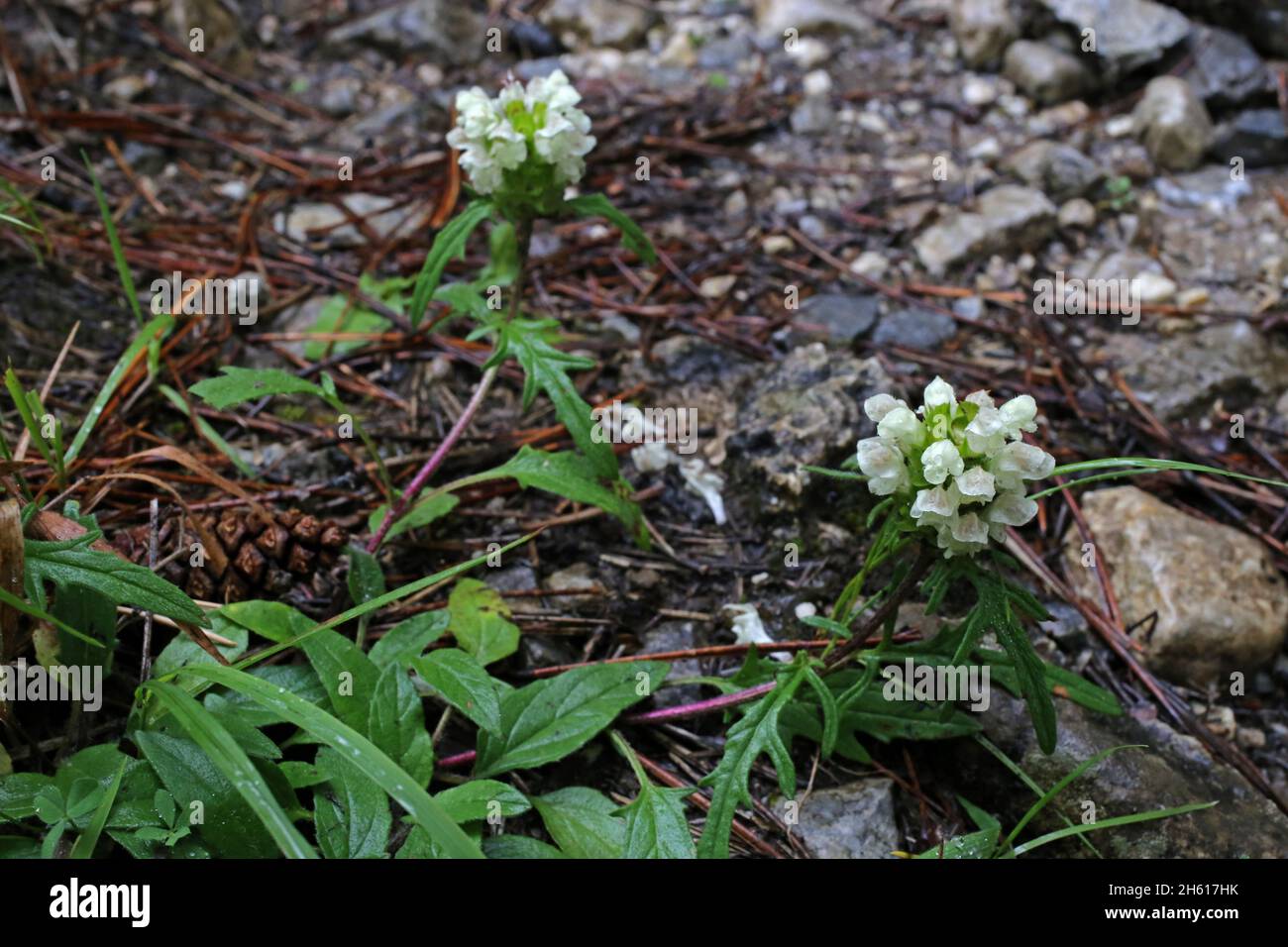 Prunella laciniata, Cut-Leaves Self-Heal, Lamiaceae. Wild plant shot in ...