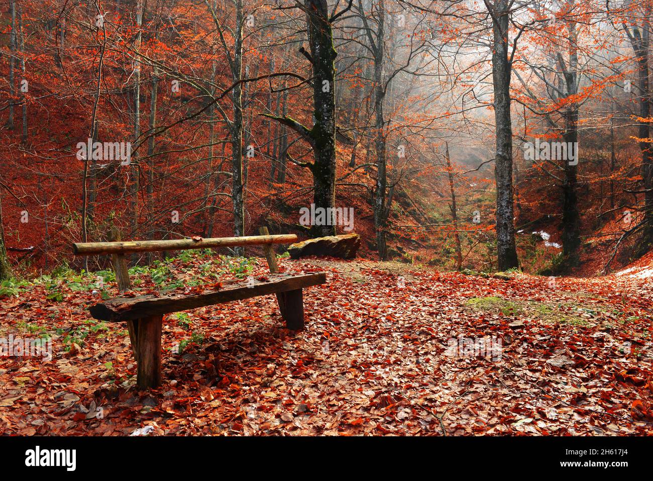 autumn, trees, woods, colors, outside, outdoor, beautiful, romania ...