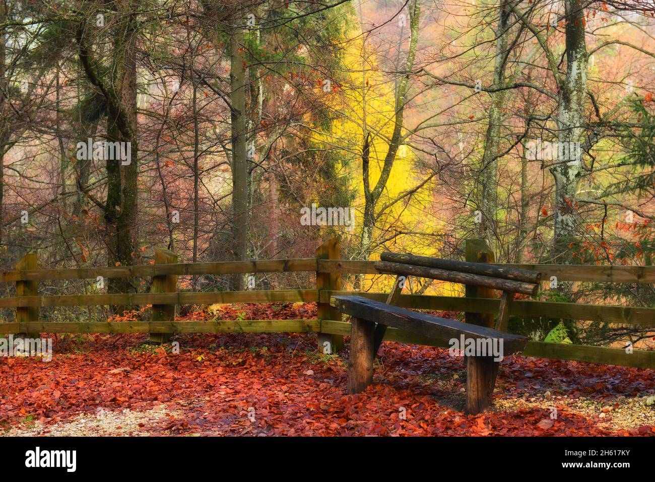 autumn, trees, woods, colors, outside, outdoor, beautiful, romania ...
