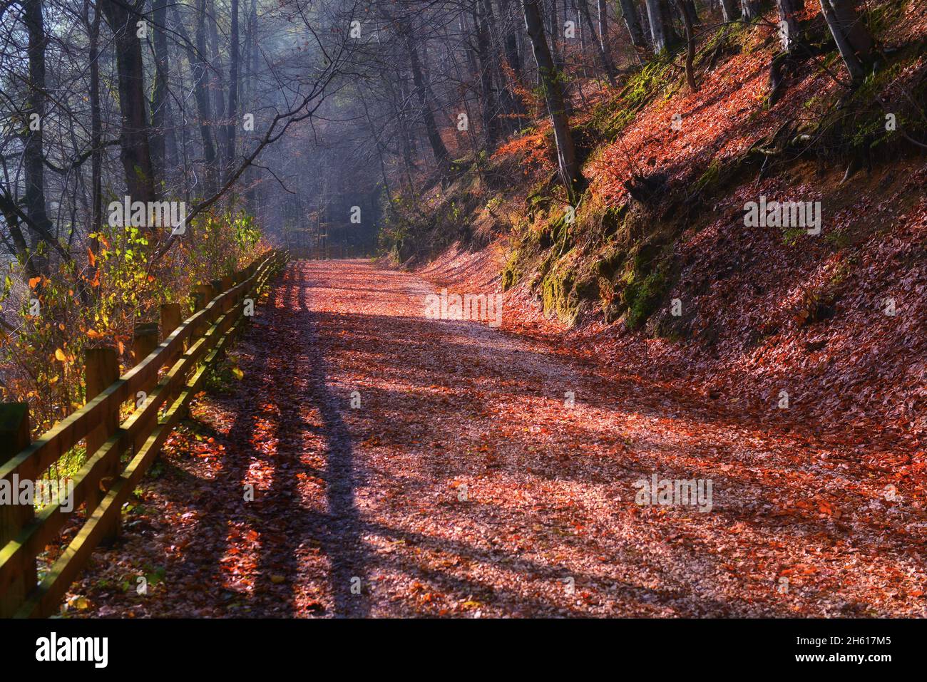 autumn, trees, woods, colors, outside, outdoor, beautiful, romania ...