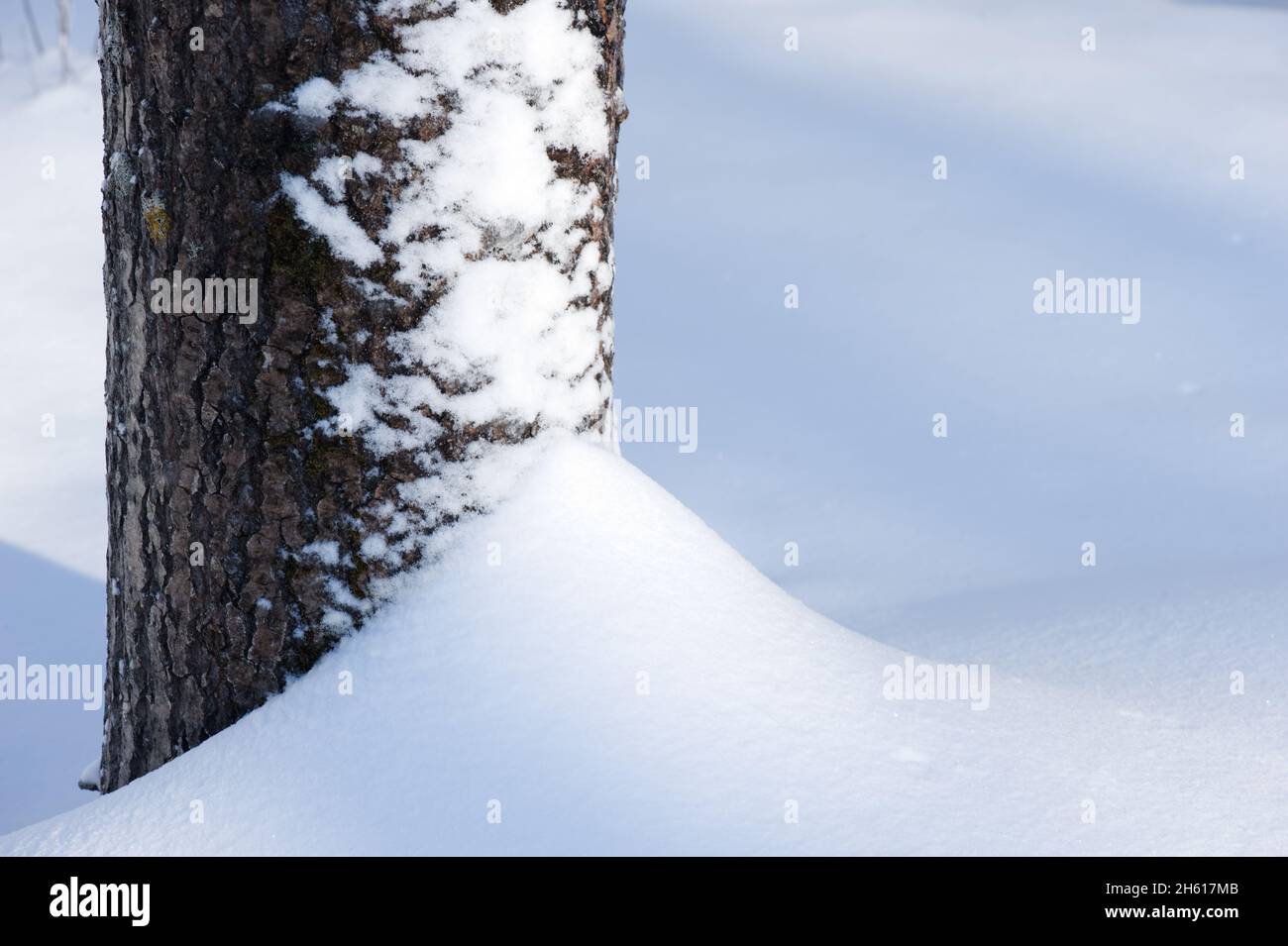 Aspen tree trunk in snow Stock Photo - Alamy