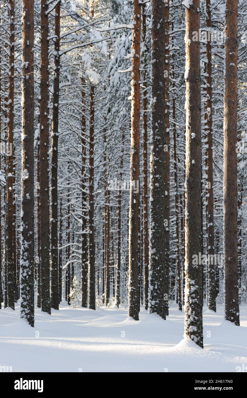 Pine forest in winter Stock Photo - Alamy