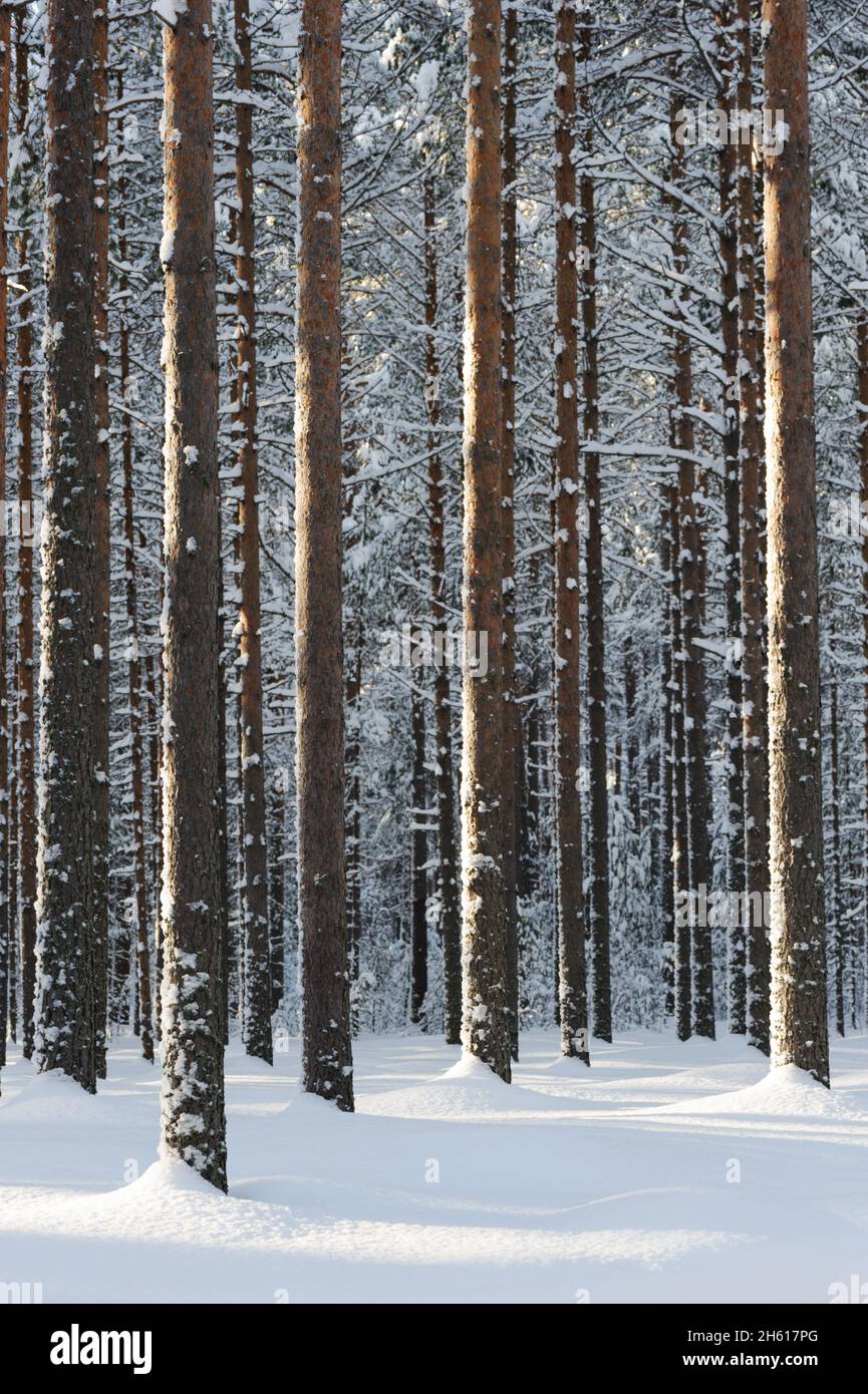 Pine forest in winter Stock Photo - Alamy