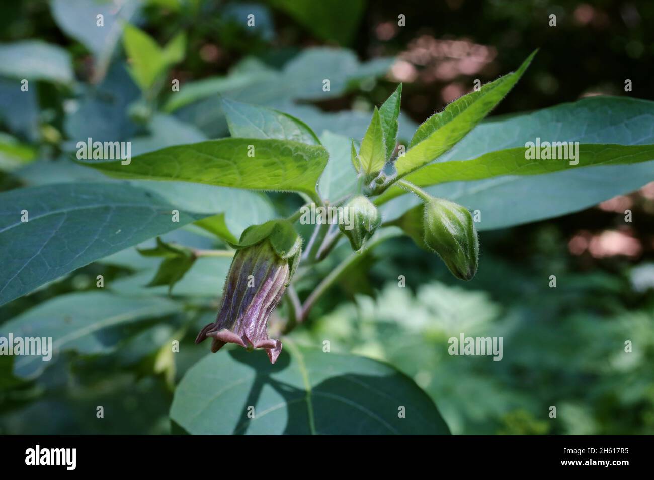Atropa bella-donna, Deadly Nightshade, Solanaceae. Wild plant shot in ...