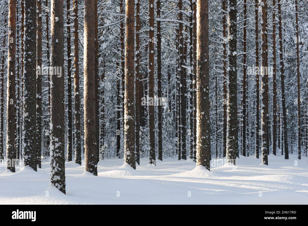Pine forest in winter Stock Photo - Alamy
