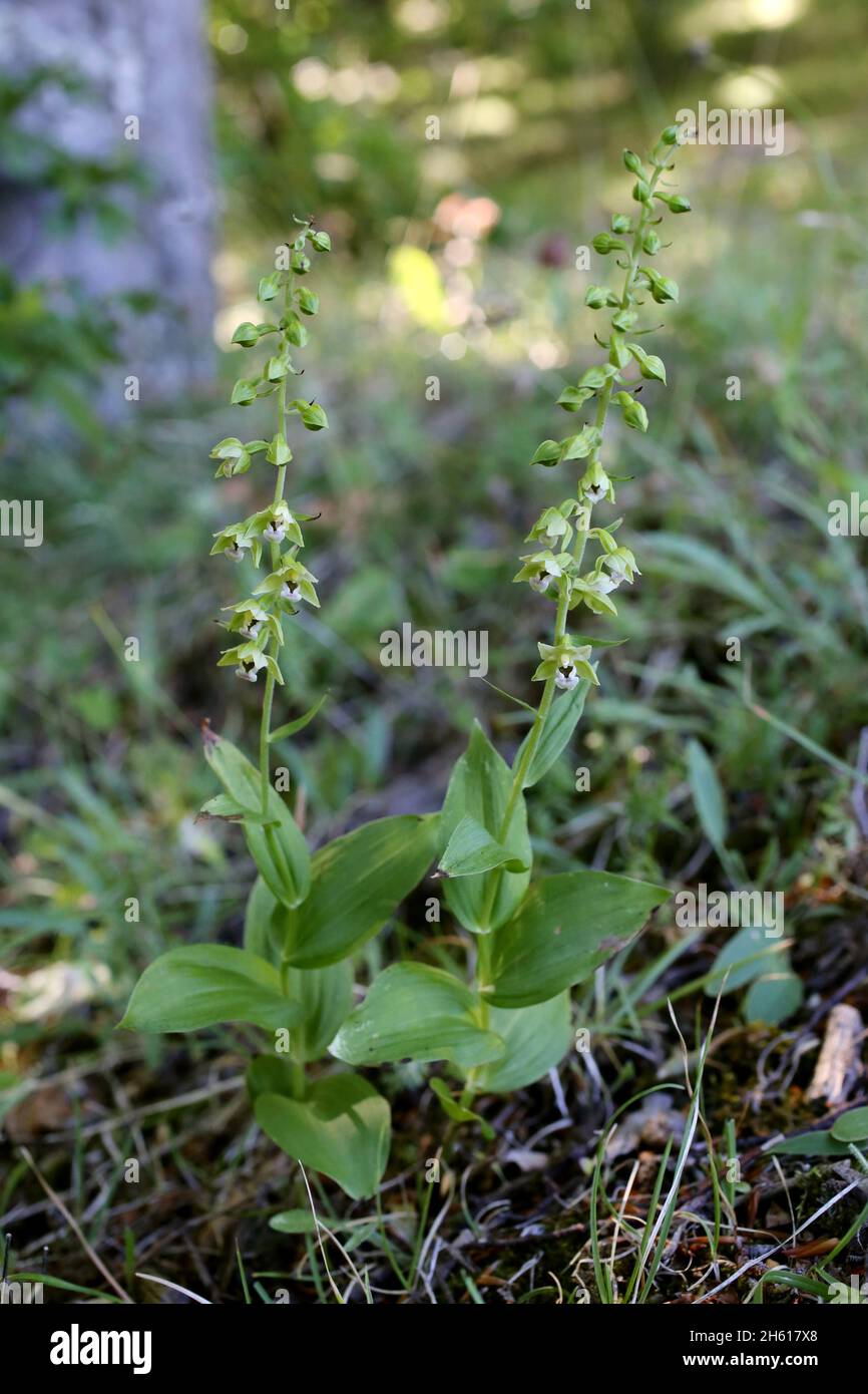 Epipactis helleborine, Broad-Leaved Helleborine, Orchidaceae. Wild ...