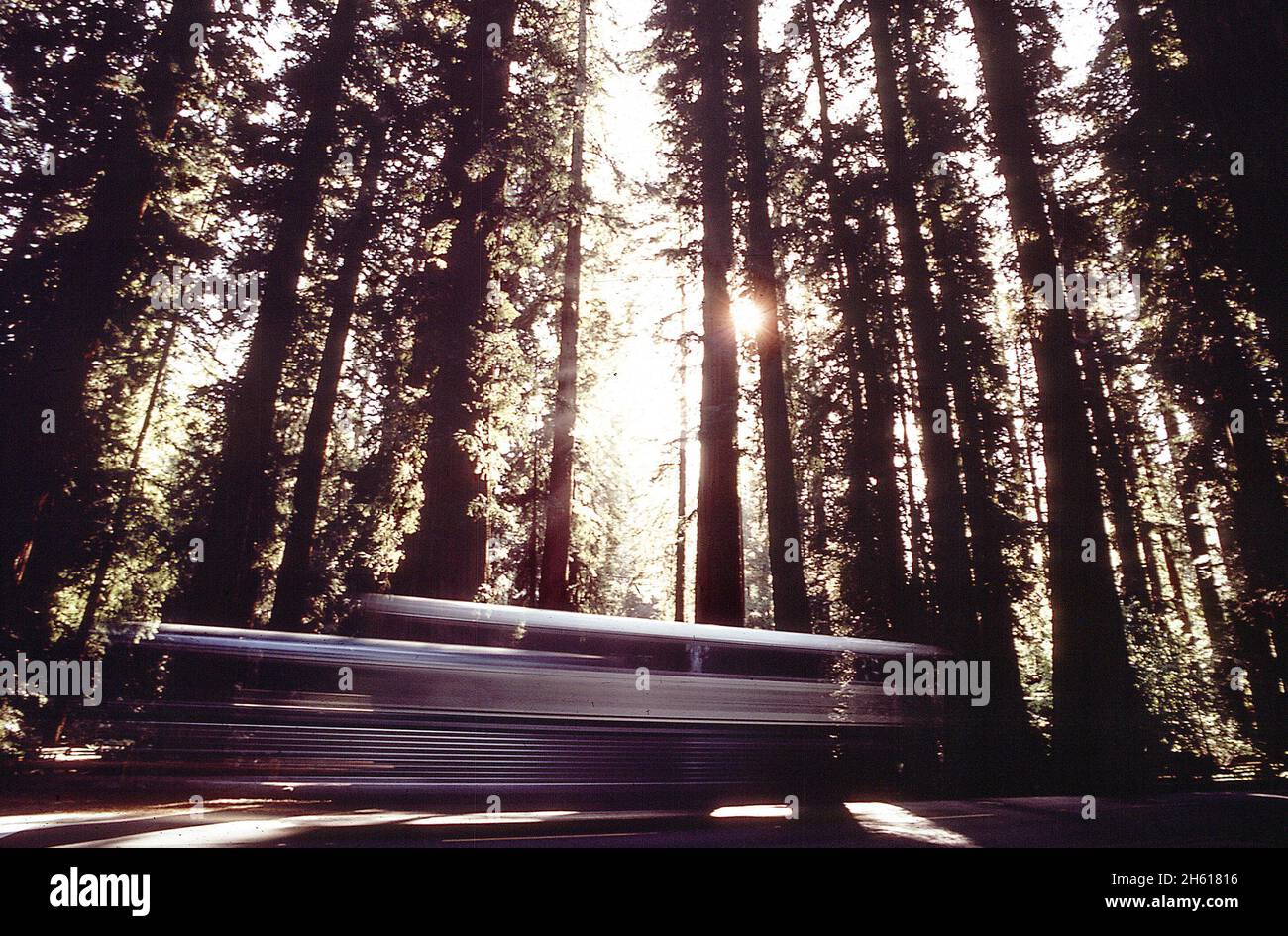 1970s America: A passenger bus speeds past a group of redwood trees ca ...