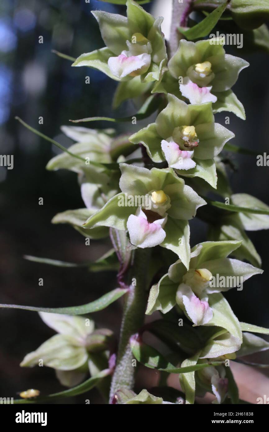 Epipactis purpurata, Violet helleborine. Orchidaceae. Wild plant shot ...