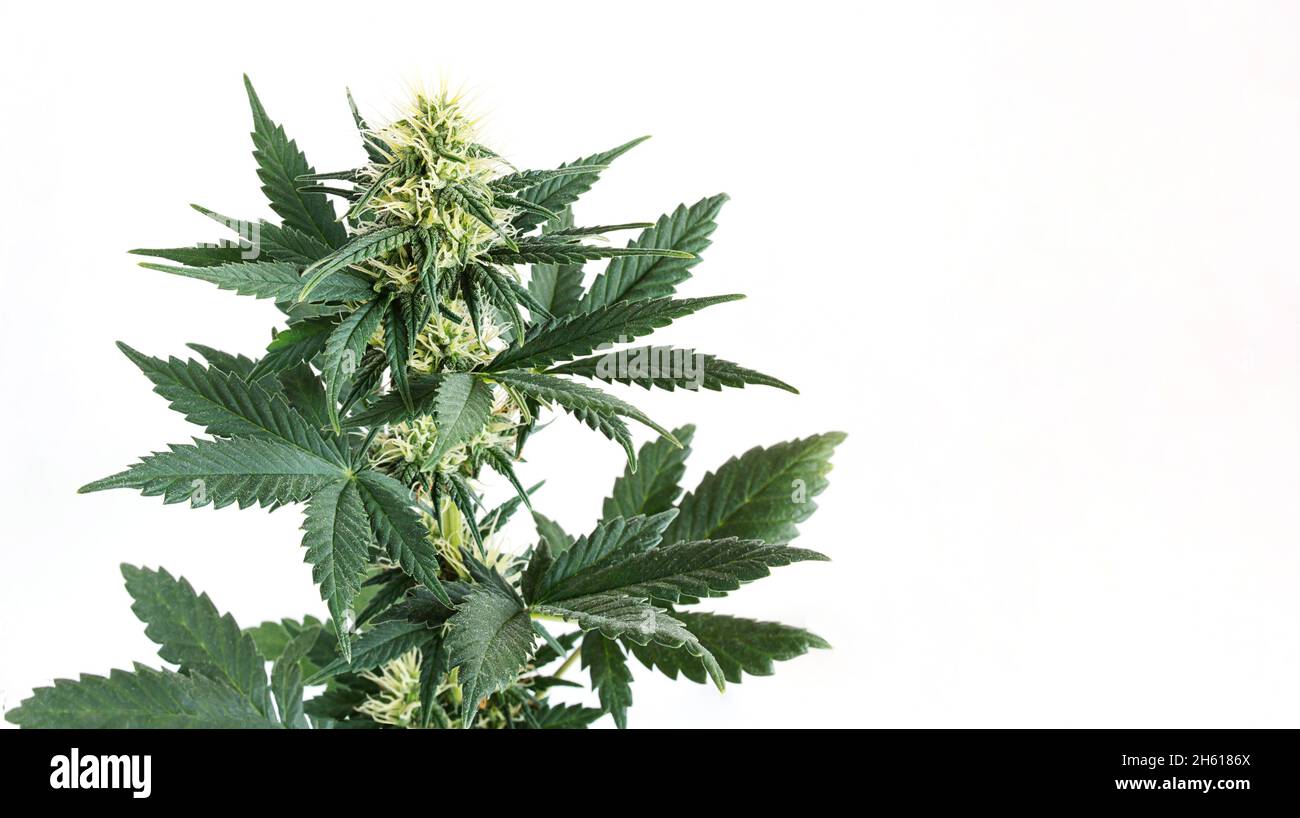 Cannabis plant green on Cut Out Stock Images & Pictures - Alamy