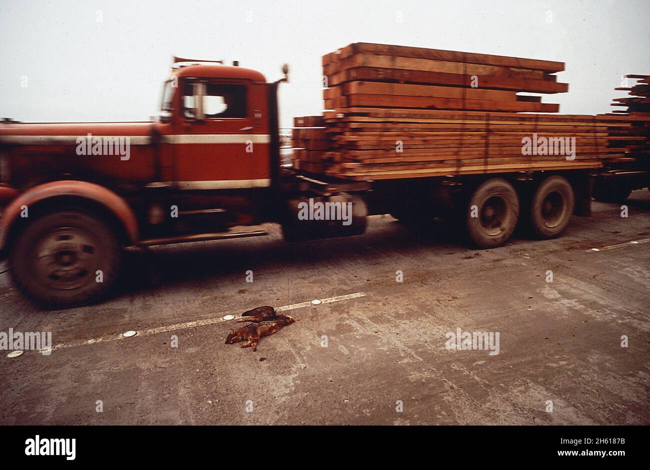 1970s America: Heavy trucks in California move lumber to a mill ca ...