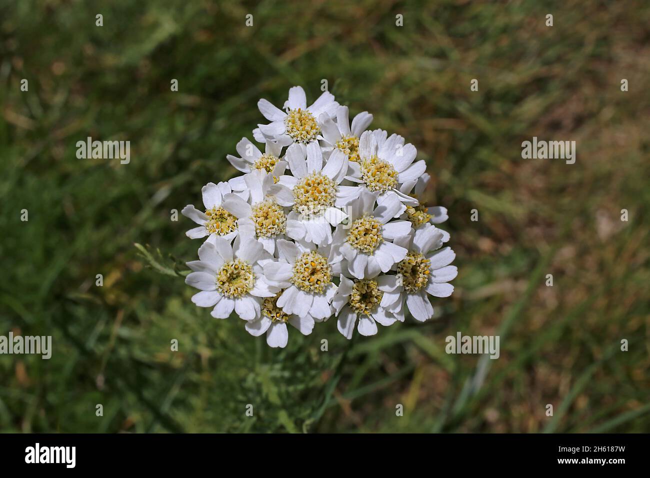 Achillea multifida, Compositae. Wild plant shot in summer Stock Photo ...