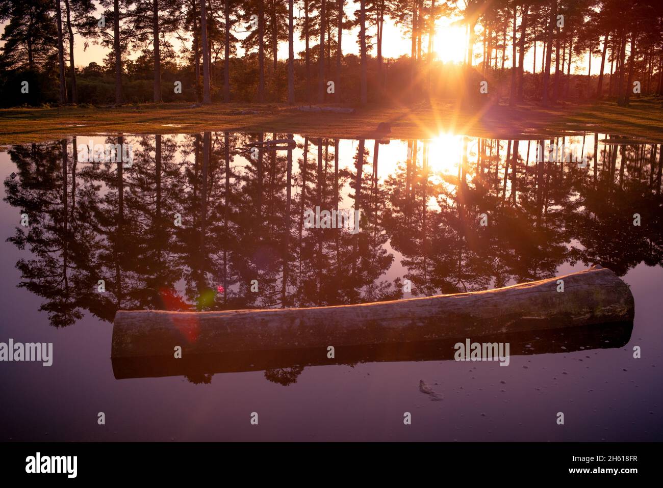 Sun sets in the forest with a cut tree floats in the pond with the ...