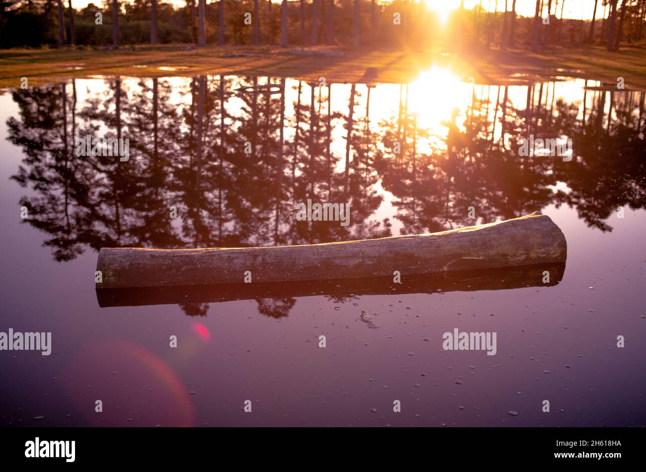 Sun sets in the forest with a cut tree floats in the pond with the ...