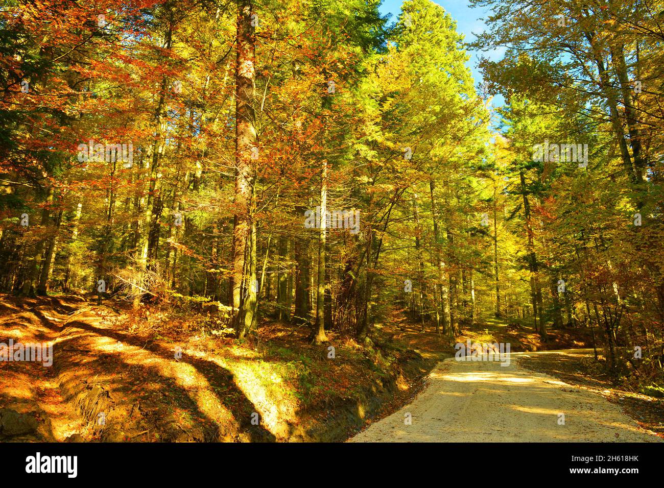 autumn, trees, woods, colors, outside, outdoor, beautiful, romania ...