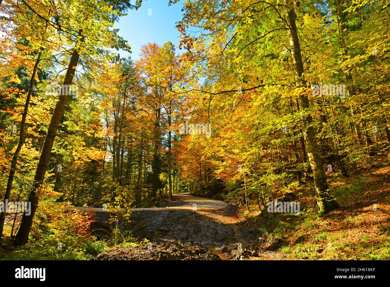 autumn, trees, woods, colors, outside, outdoor, beautiful, romania ...