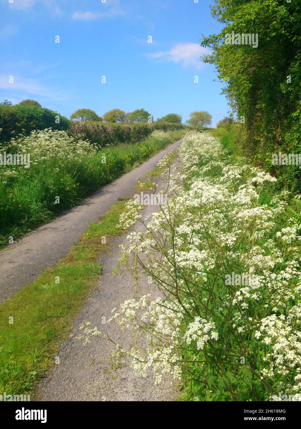 A summery view of a country lane in the heart of Ceredigion, Wales ...