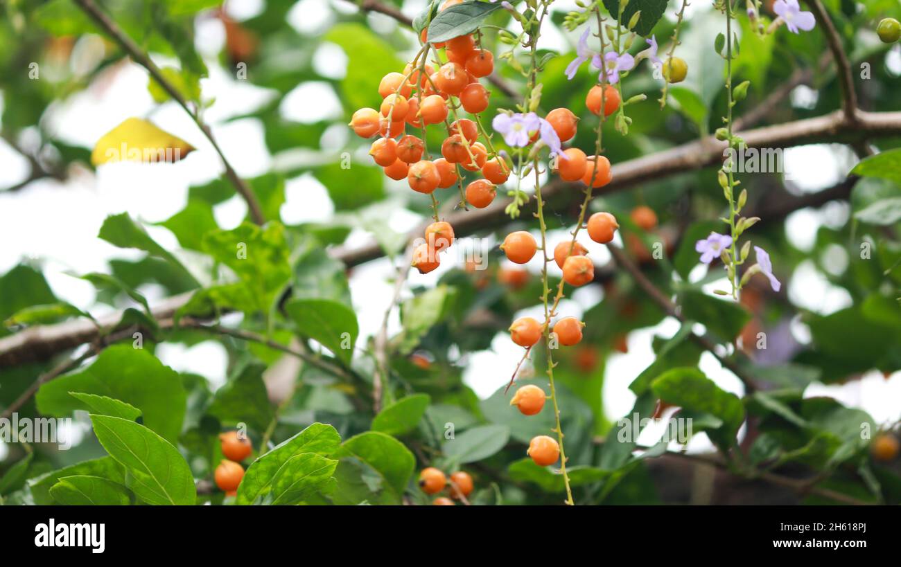 The small orange fruit clusters on the plant are beautiful Stock Photo ...