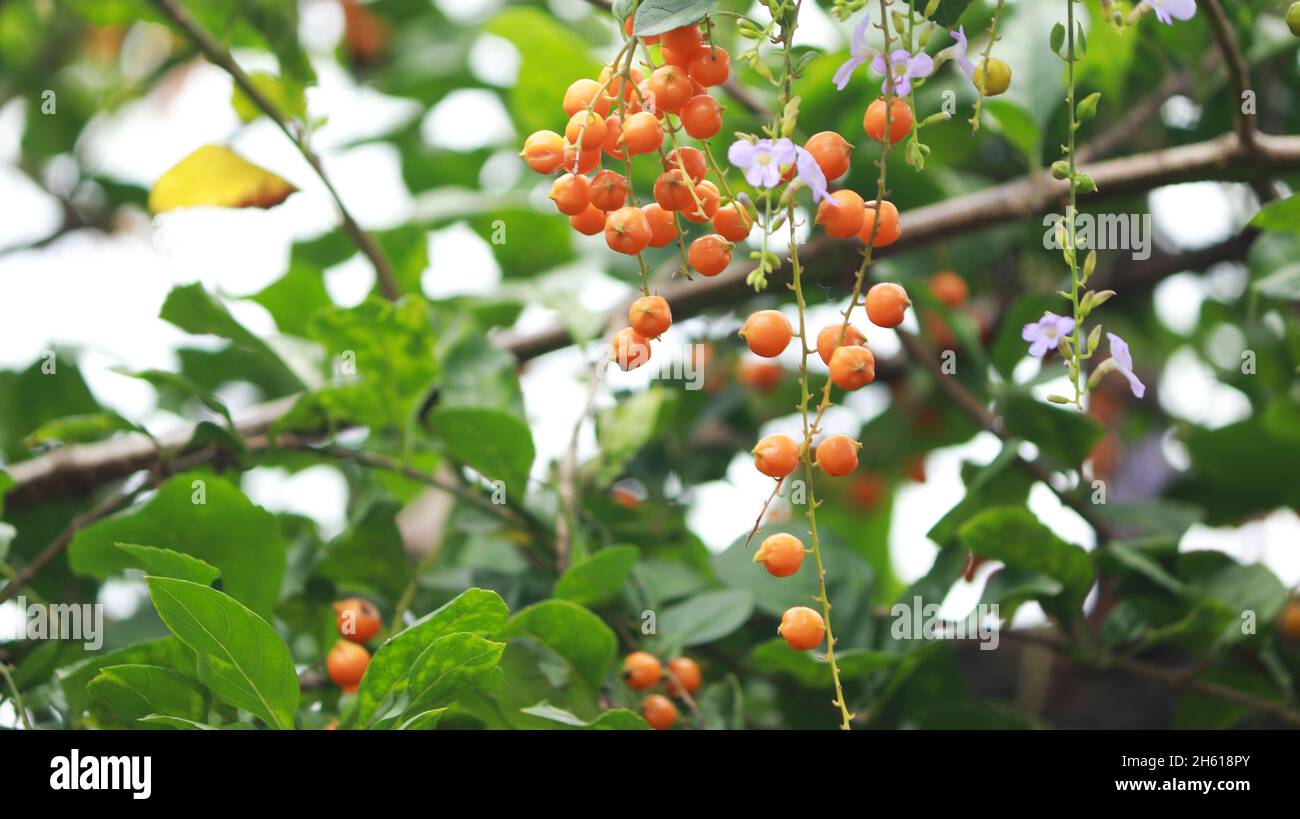 The small orange fruit clusters on the plant are beautiful Stock Photo ...