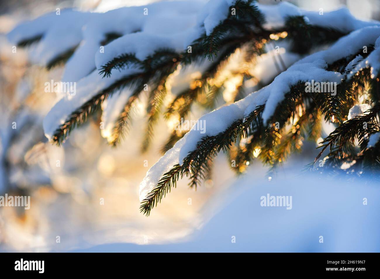 Spruce branches in woods hi-res stock photography and images - Alamy