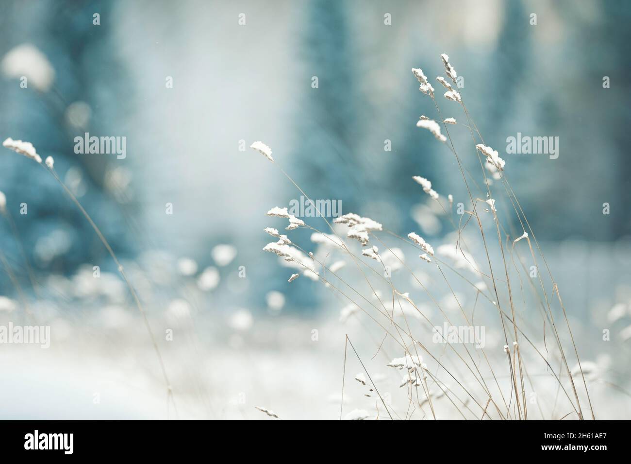 Snow low angle view hi-res stock photography and images - Alamy