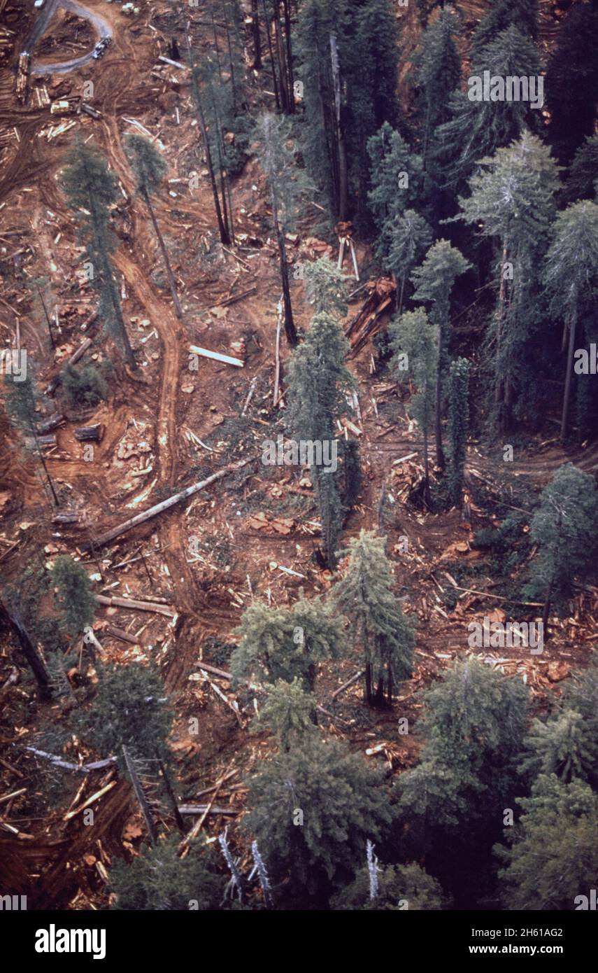1970s America: Aerial view of clear cutting in a California forest ca ...