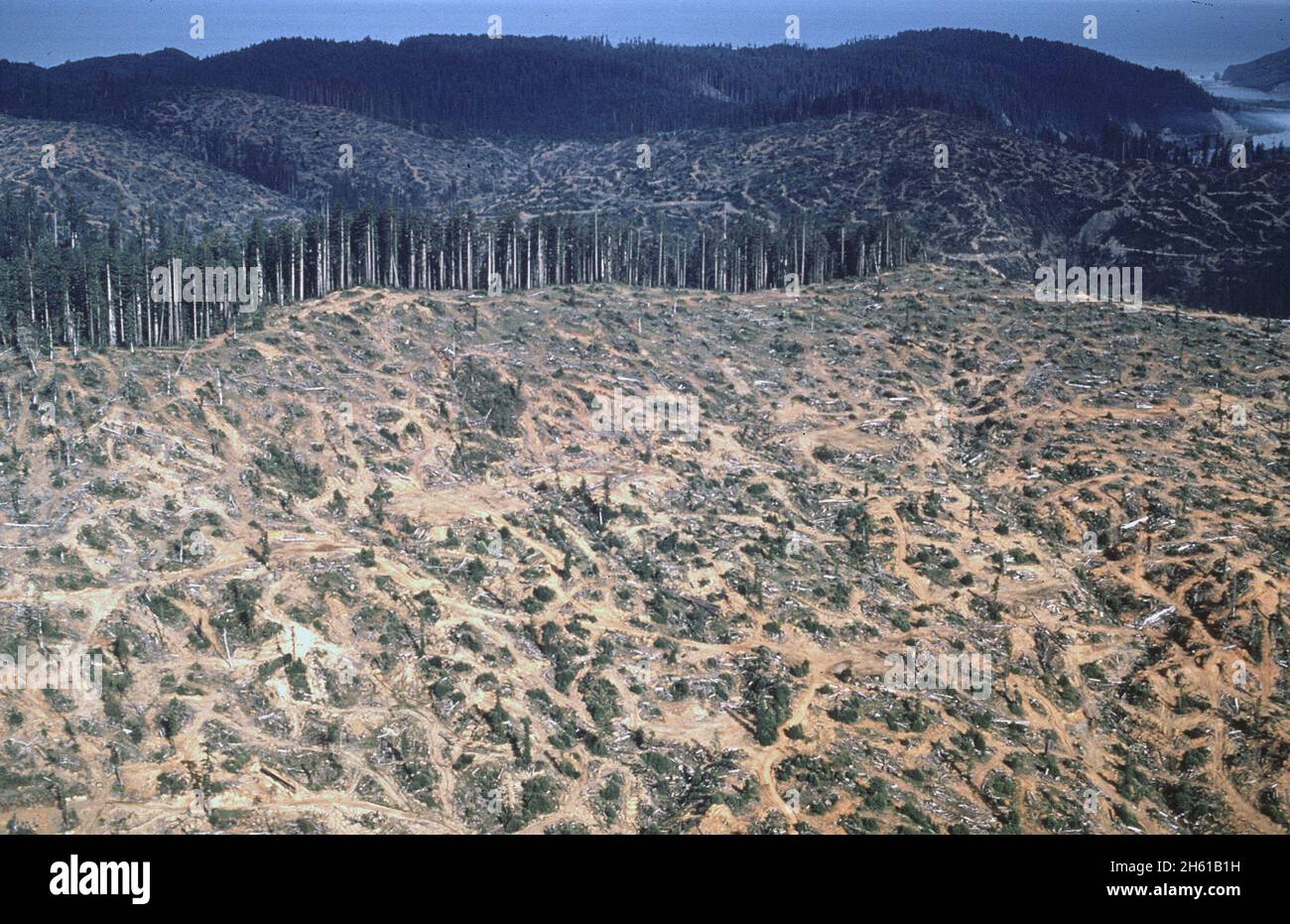 1970s America: Seen here is an example of clear cutting in a California ...
