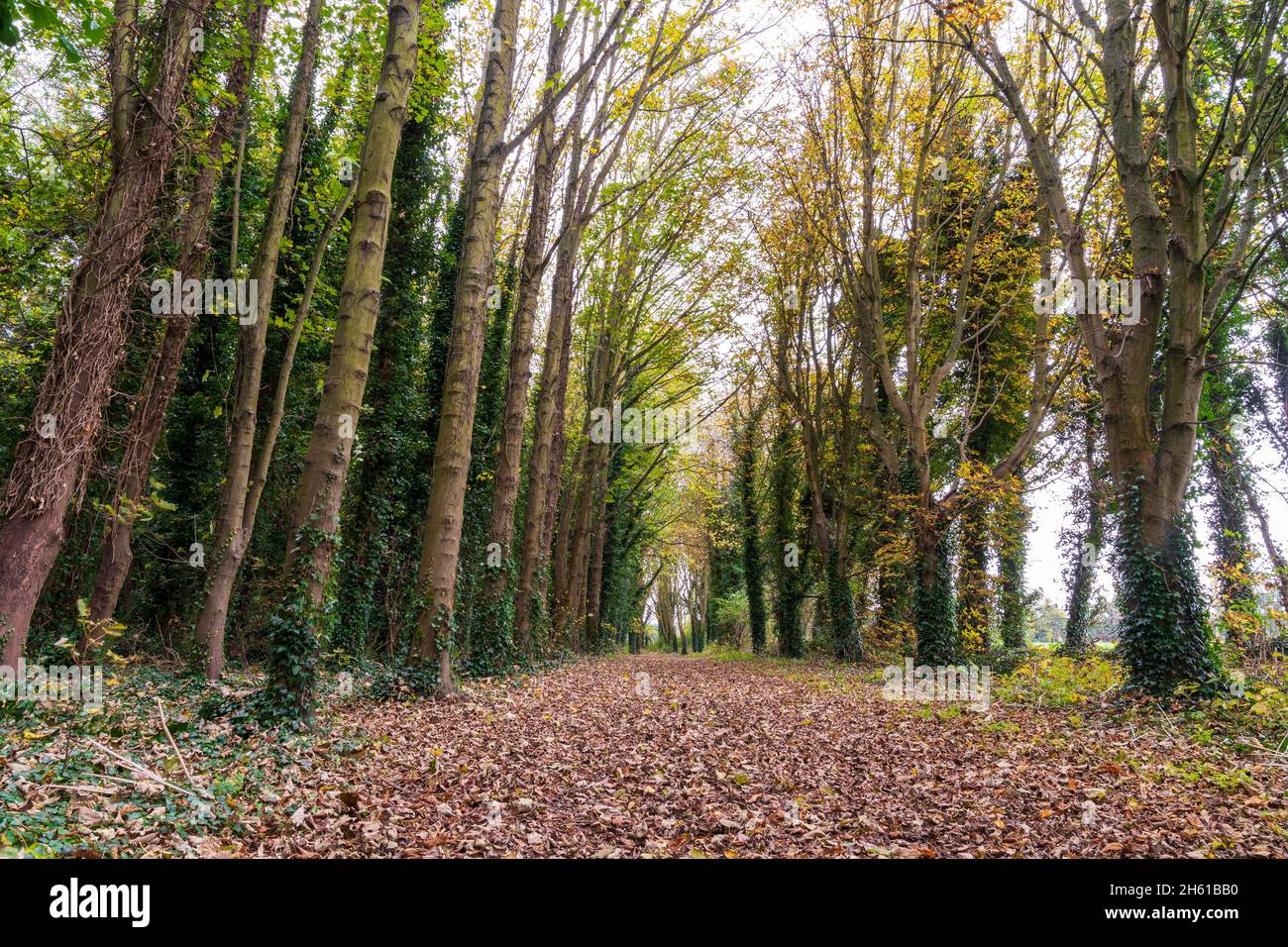 Leave covered rural wide path between two rows of tall trees with ...