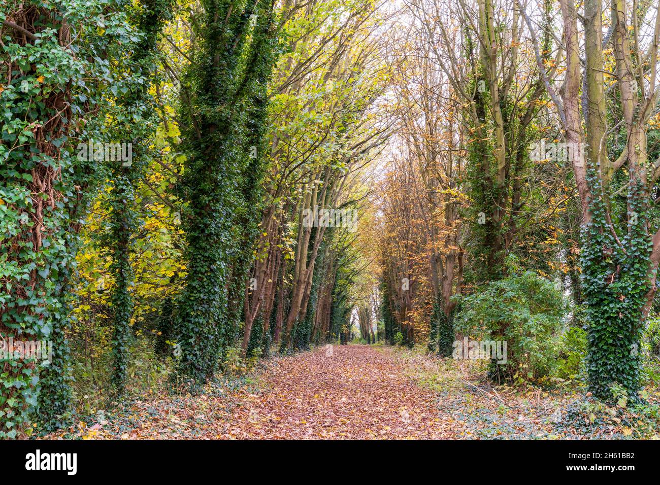 Leave covered rural wide path between two rows of tall trees with ...