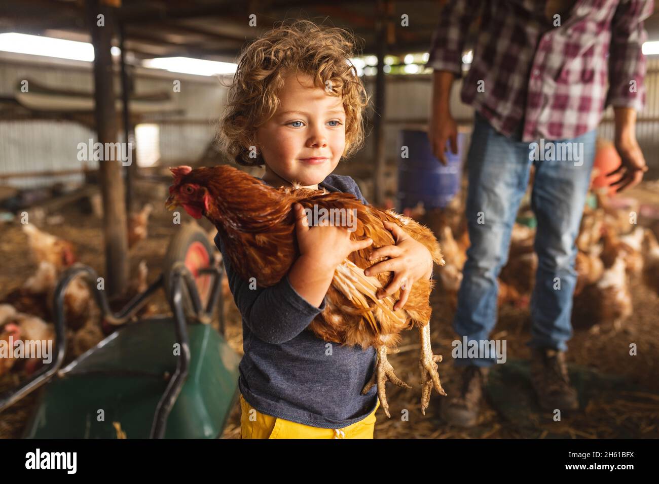 Cute blond boy holding hen with father in background at pen at poultry ...